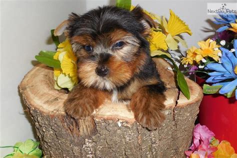 Teacup Puppies For Sale Under 300 Dollars Near Me Puppies Cares