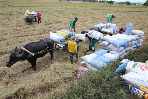 Palay Output In Q3 Down 10 58 The Manila Times