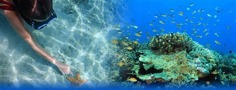 アジア最後の秘境 「コモド諸島」に行こう！｜バリ王