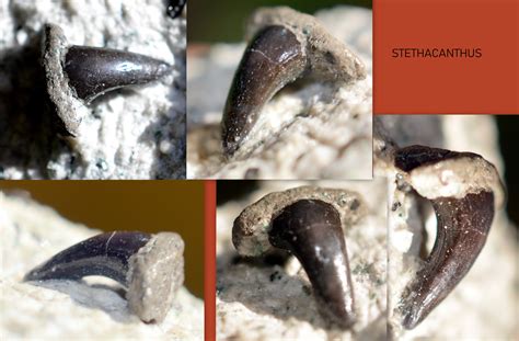 Stethacanthus Fossil