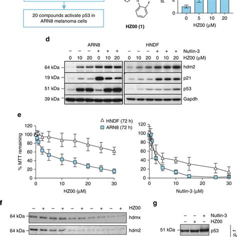 Discovery And Activity Of Hz00 A Compound Library Screening Strategy Download Scientific