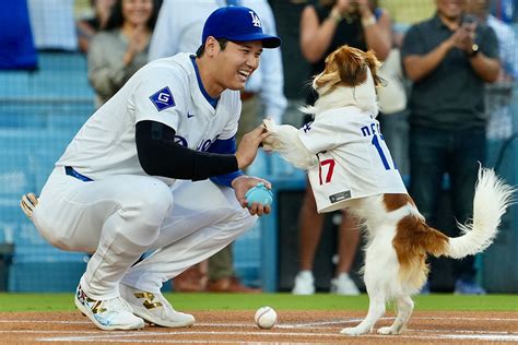 大谷愛犬デコピンが異例の始球式 17ユニで抱えられ登場投球 成功 に場内大喝采 Full Count
