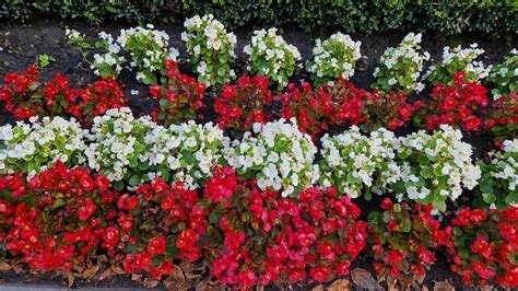 Місячний посівний календар на вересень 2023 Поради