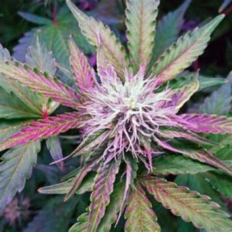 Northern Lights семена конопли Купить семена марихуаны поштучно с