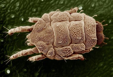 How To Get Rid Of Mold Mites Naturally Flour Cheese Meat Mites Bugwiz