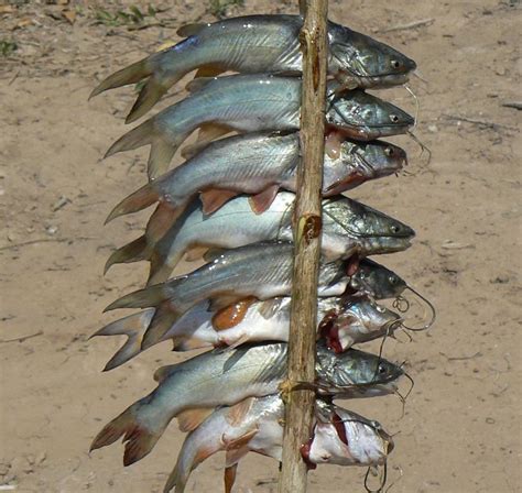 Small Catfish Got Dangerous Spines In Thailand Bushguide 101
