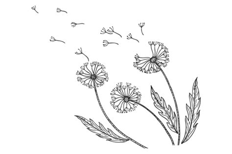 Blowing Dandelion Blossom Black Ink Nat Graphic By Ladadikart