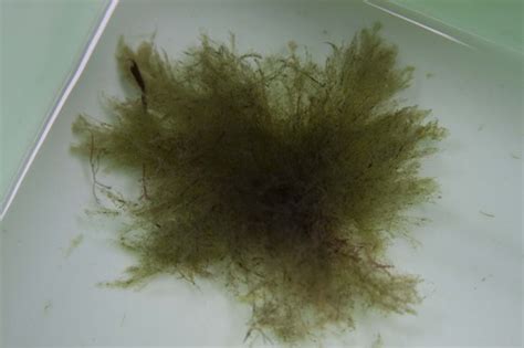 Algae Flashcards Quizlet