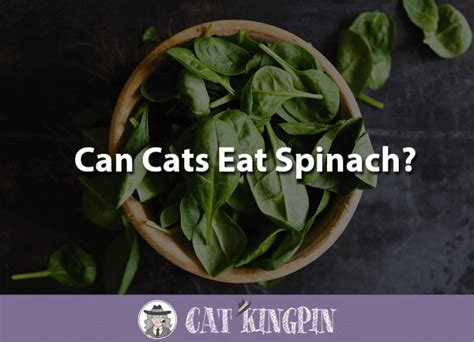 Why Do Cats Eat Grass Cat Kingpin