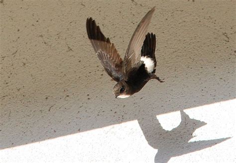 House Swift Birdforum