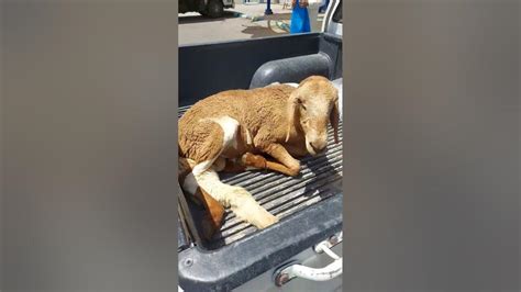 How Cute Bakra Youtube