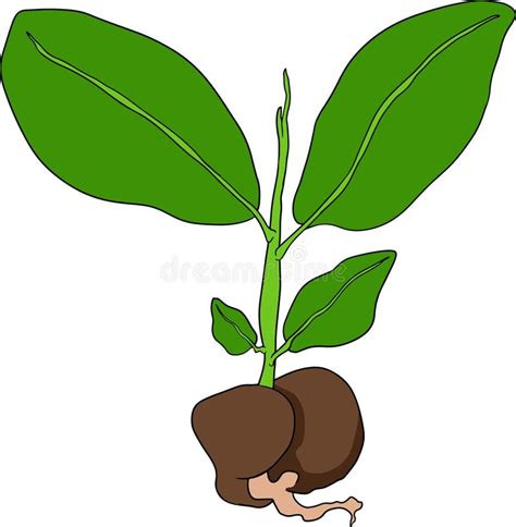 Vector Colored Pink Apple Or Red Java Apple Buah Jambu Or Wax Apple