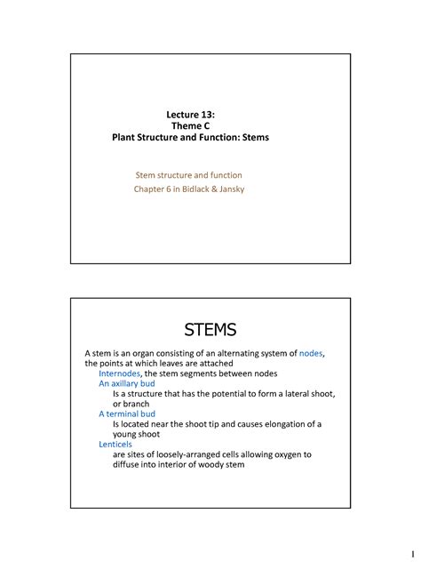 Lecture 9 Stems Lecture 13 Theme C Plant Structure And Function