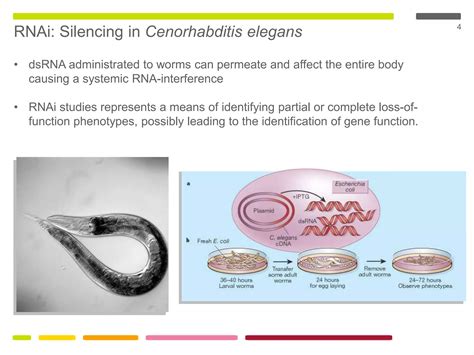 Silencing Rna Techniques Pptx