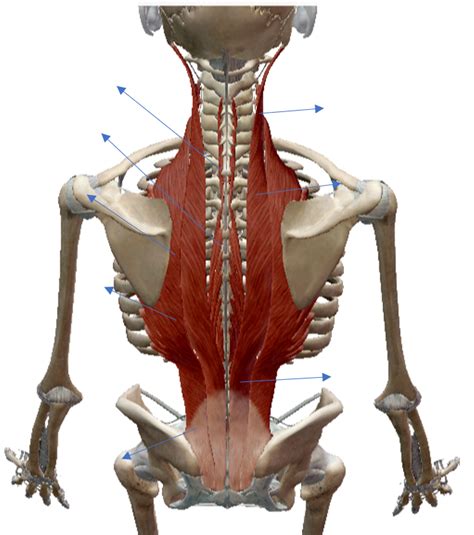 Diagram Of Deep Back Muscles Intermediate Layer Quizlet