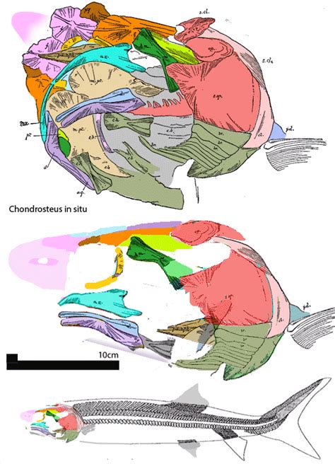 Peipiaopterus Chondrosteus And Strongylosteus