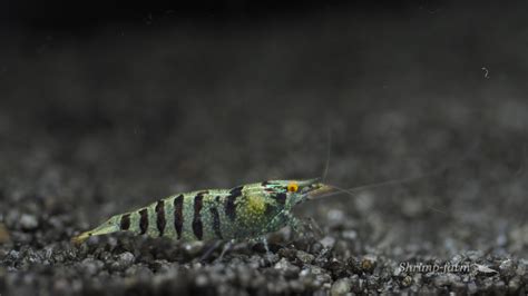 Caridina Indian Zebra Babaulti Stripe Shrimp Farm