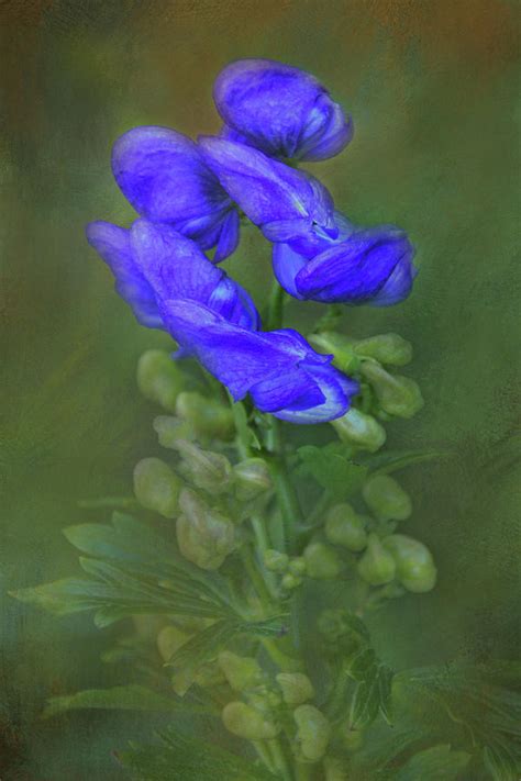 Floral007 Mixed Media By Isabela And Skender Cocoli Pixels