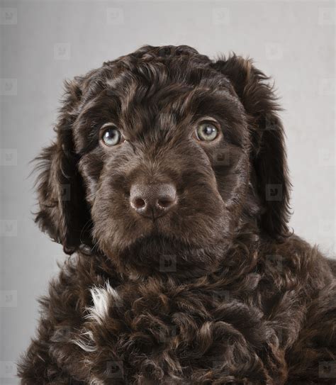 Cockapoo Brown