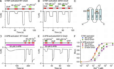 Extracellular Ca 2 Blocks Stim1 And 2 Apb Activated Orai3 Na