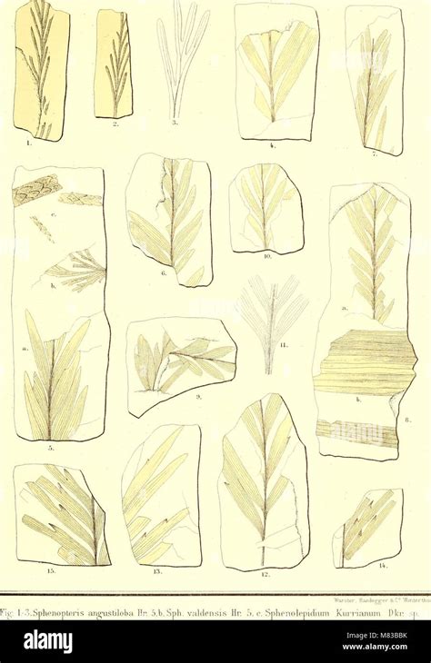 Contributions à La Flore Fossile Du Portugal 1881 20662852916 Stock