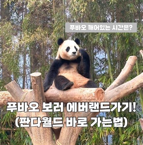 🐼푸바오보러 에버랜드🎡판다월드 바로가는법 꿀팁 푸바오 깨어있는시간 네이버 블로그