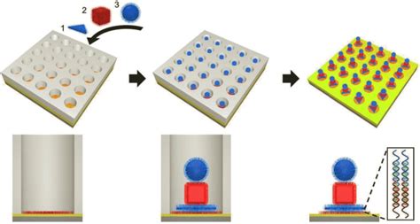 Building Superlattices From Individual Nanoparticles Via Template