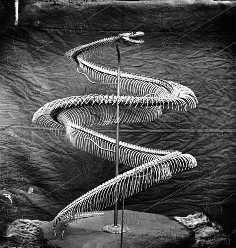 Python Skeleton Paris Museum Of Natural History