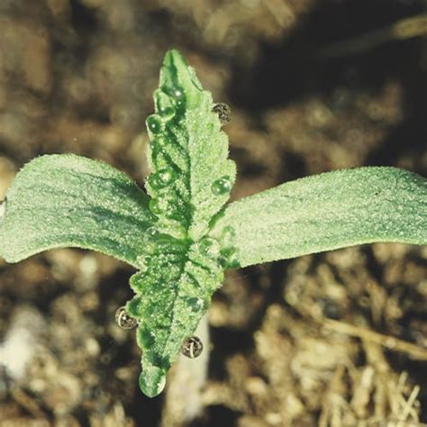 Learn How To Grow Autoflowers Week By Week Guide Rqs Blog