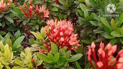 ফুল সবাই পছন্দ করে। তাই এই ছোট ফুলের বাগান থেকে একটু ঘুরে আসবেন। Youtube