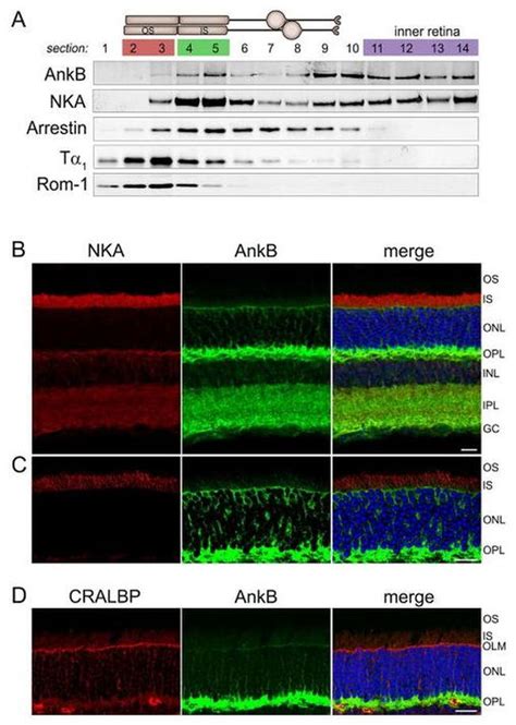 S Arrestin Antibody Pa1 731