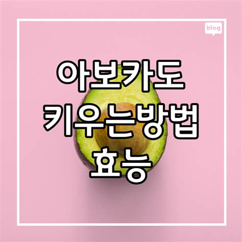 아보카도 키우기 아보카도의 효능과 집에서 키우는 방법