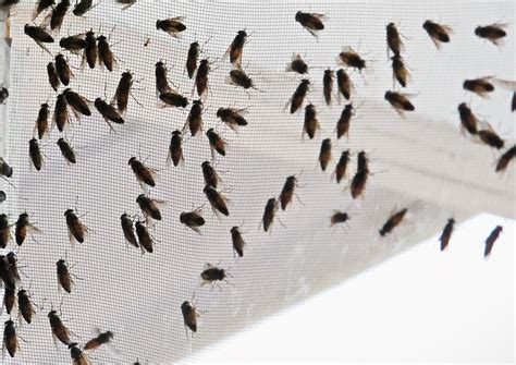 Cluster Fly Removal Cluster Flies Control Of Cluster Flies Around