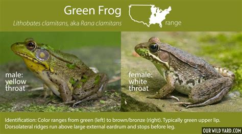 Difference Between Male And Female Frog Northern Green Frog