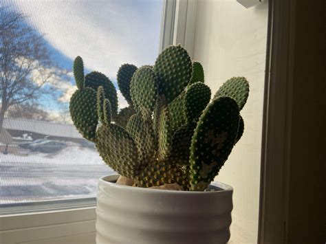 Is This Cactus Rotting R Cactus