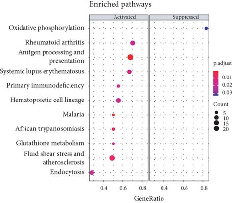 Functional Analysis Of Natural Killer Nk Cell Subpopulations Nkegr1