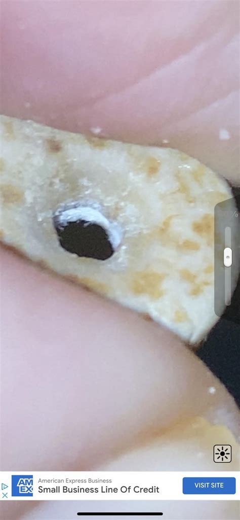 Crinoid Identification R Fossils