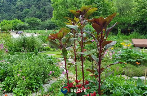 🌺신이 내린 곡물 아마란스 꽃 차 만들기🌺 네이버 블로그