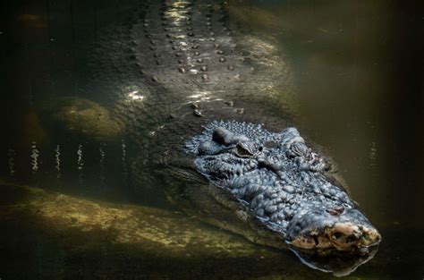 Morre Maior Crocodilo Em Cativeiro Com Mais De 100 Anos