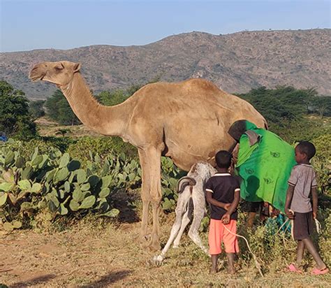 New Lactic Acid Bacteria Can Make African Camel Milk Safe Mirage News
