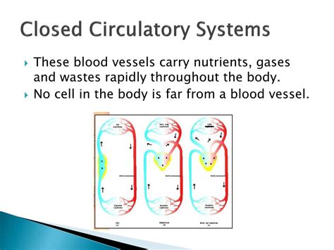 How Open Vs Closed Circulatory Systems Function