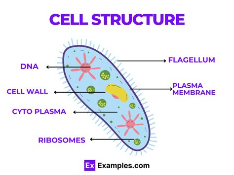Bacteria - Definition, Lists, Types, Structure, Classification, Characteristics