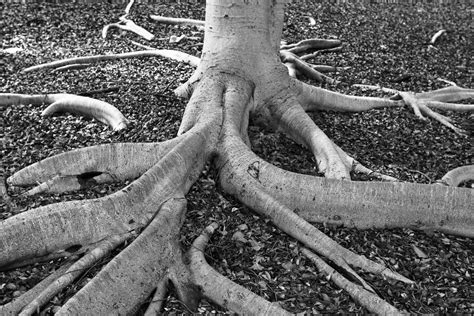 How Wide Do Tree Roots Spread Deeproot Blog