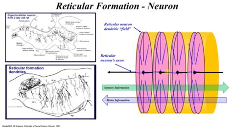 Cerebral Cortex II Flashcards Quizlet