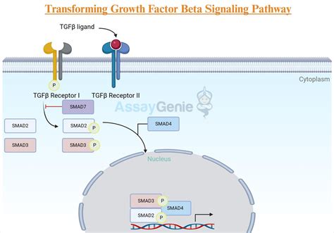 Deciphering The Intricacies Of Tgf Beta Signaling Pathway Assay Genie