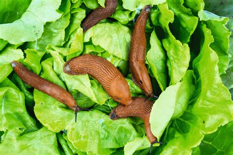 Sluggo Slug And Snail Killer