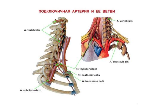 Функциональная анатомия артерий и вен головы и шеи презентация