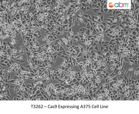 Cas9 Expressing A375 Cell Line Abm Applied Biological Materials Inc