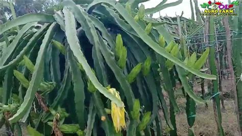 ড্রাগন বাগানের আপডেট। কুল এগ্রো ফার্ম Cool Agro Farm Youtube