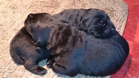 Pups Te Koop Dierenpension De Walberg